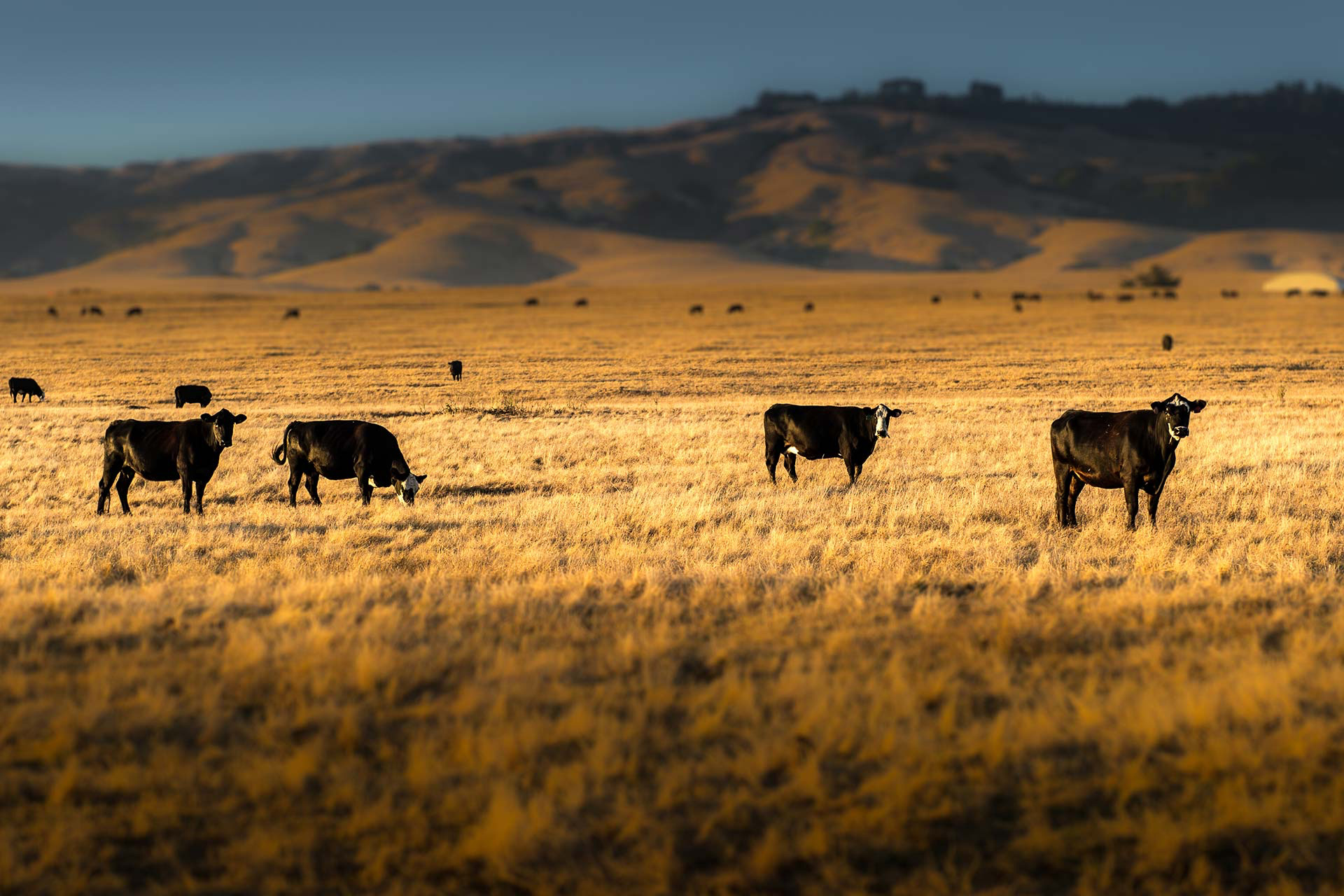 What is PRF? - PRF Insurance Advisors